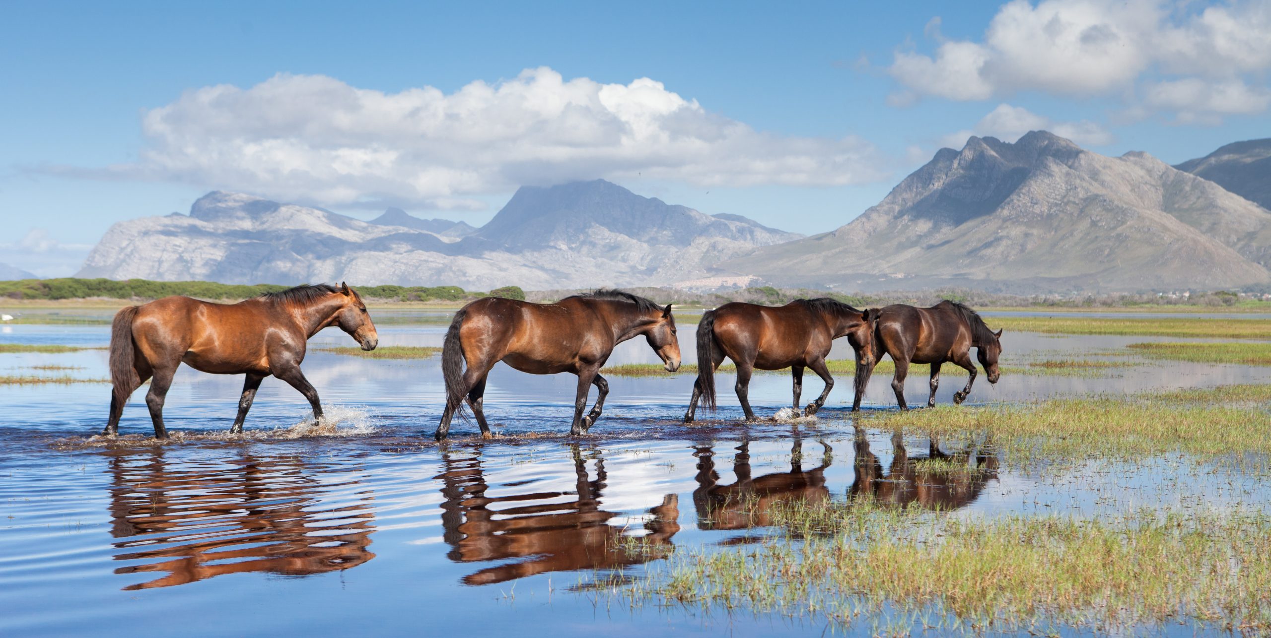Wild Horses – Bruce Boyd Photography